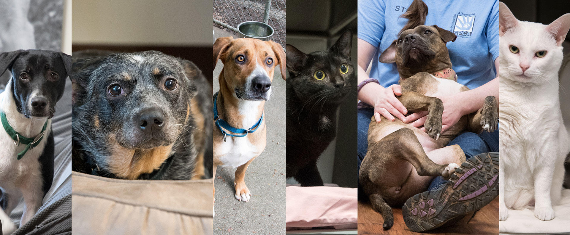 4 things we learned from our local shelter pets