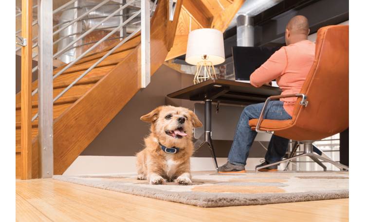 PetSafe 100 Yard Remote Trainer Remote-controlled dog training collar ...