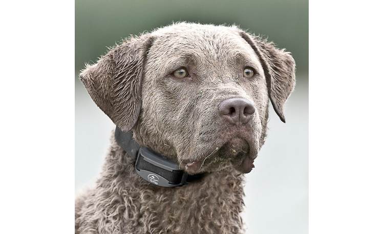 SportDOG® FieldTrainer® 425XS Training collar for sporting dogs at ...