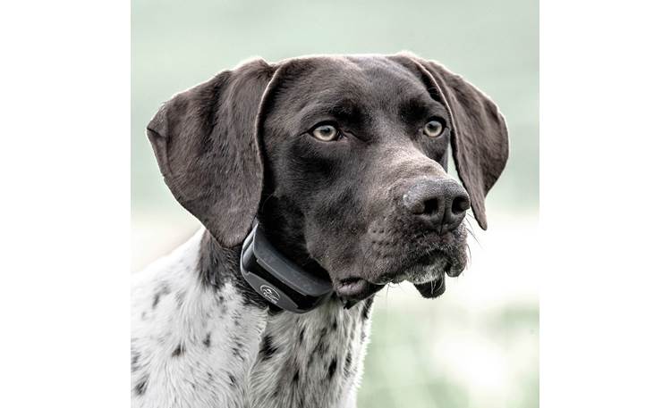 SportDOG® SportHunter® 825X Long-range training collar for sporting dogs at Crutchfield