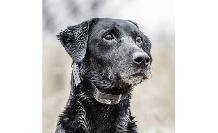 SportDog YardTrainer 300 Training collar for dogs at Crutchfield